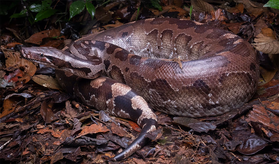Borneo python facts, distribution & population | BioDB